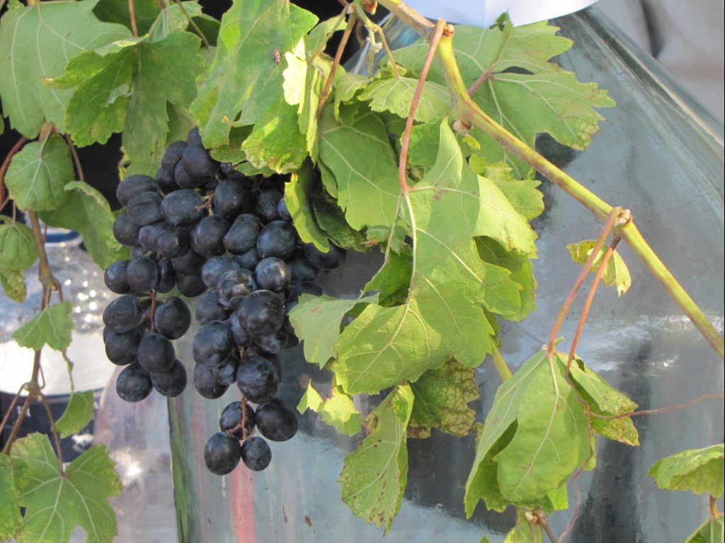 6 wine travel destinations for wine lovers in Europe - Euro Directions